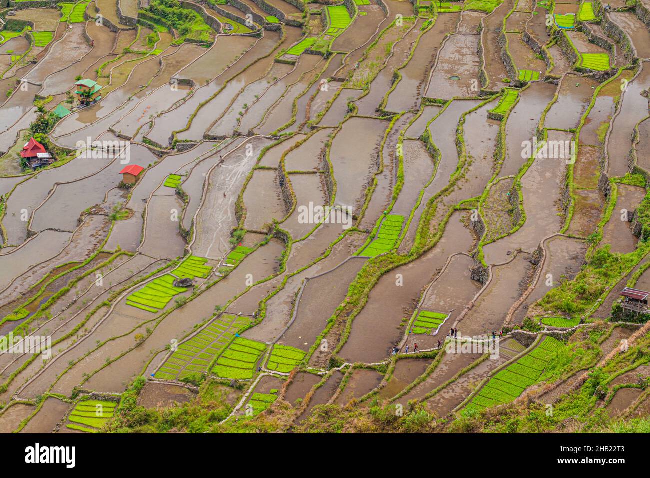 Aerial view of Batad rice terraces, Luzon island, Philippines Stock ...