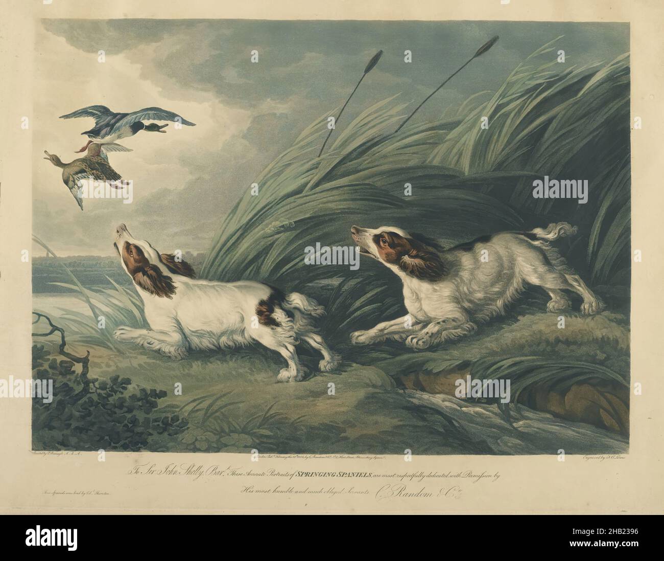 Portraits of Springing Spaniels, Engraving Stock Photo - Alamy