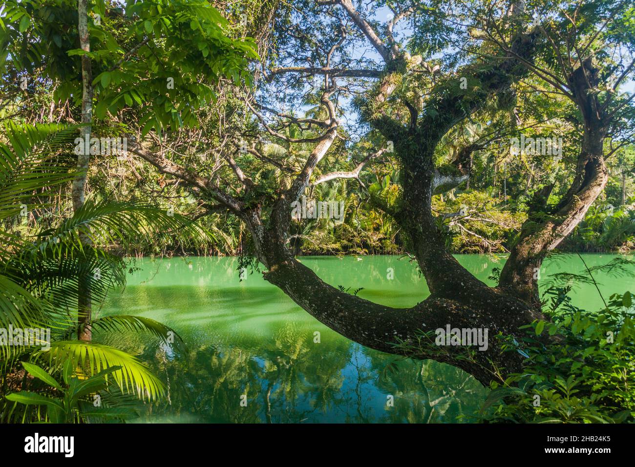 View of Loboc river on Bohol island, Philippines Stock Photo - Alamy