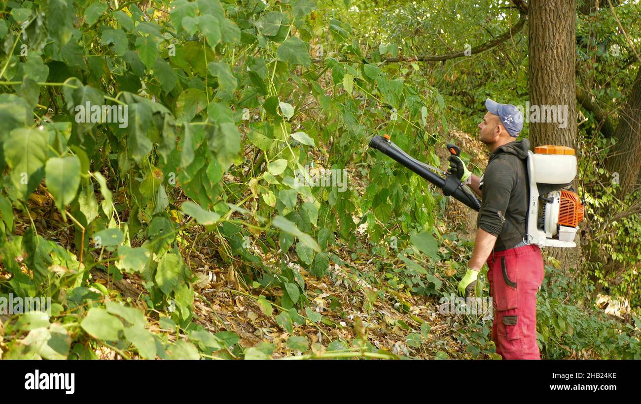 Chemical herbicide knotweed reynoutria hi-res stock photography and ...