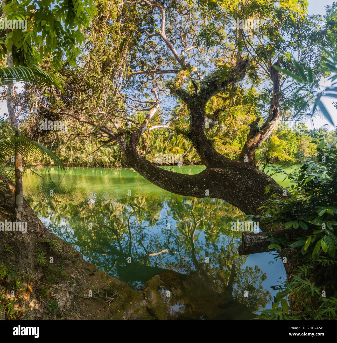 View of Loboc river on Bohol island, Philippines Stock Photo - Alamy