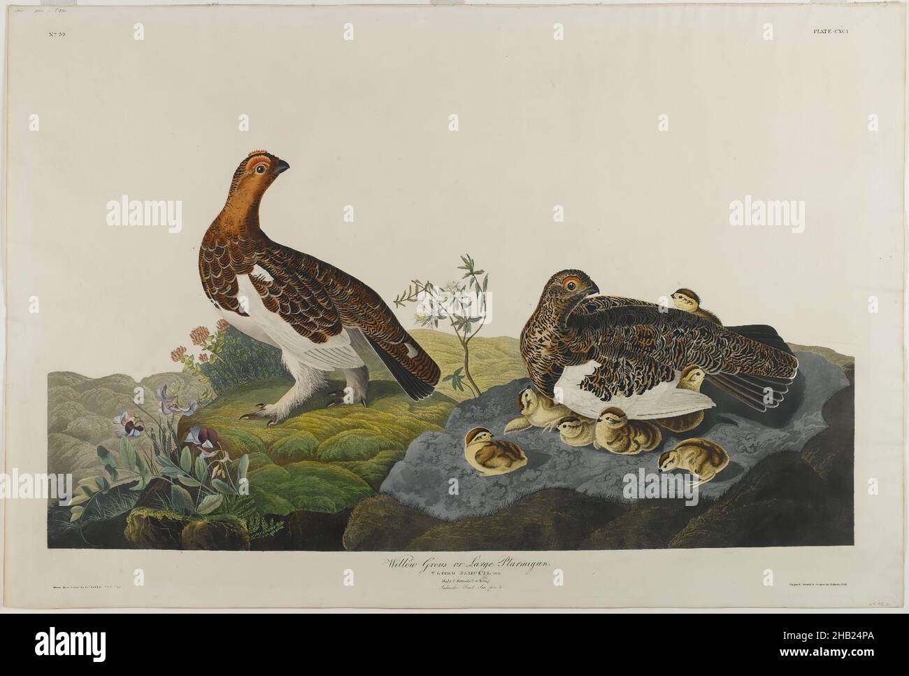 Ptarmigan chicks hi-res stock photography and images - Alamy