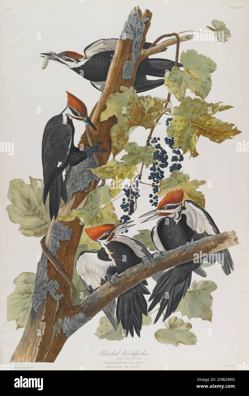 Black ink etching hi-res stock photography and images - Alamy