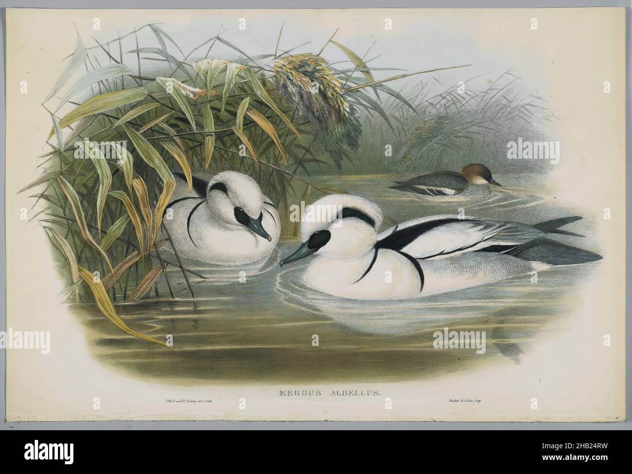 Mergus Albellus: Smew or Nun, John Gould, British, 1804-1881 ...