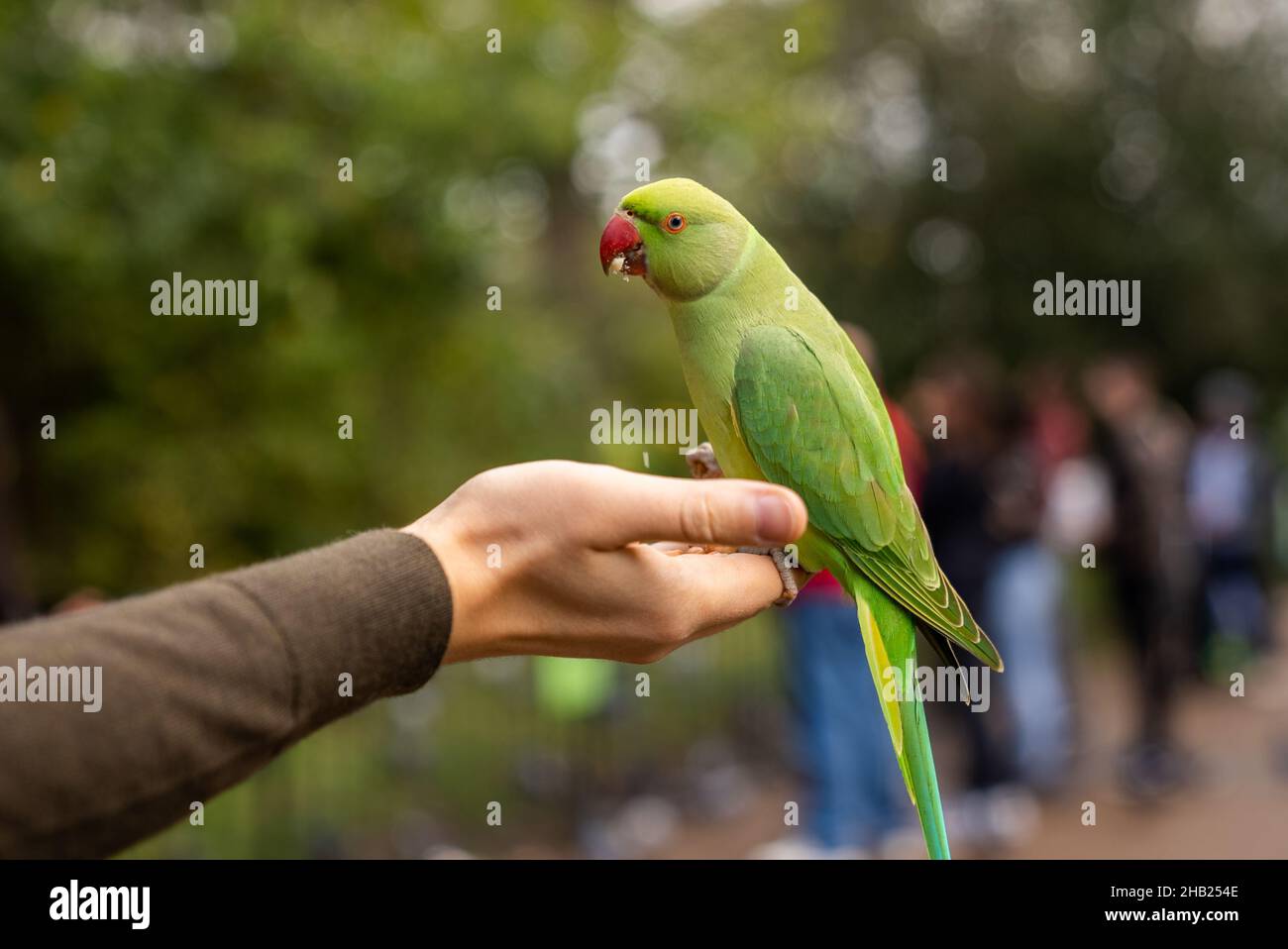 Green colored parrot eating nuts hi-res stock photography and images ...