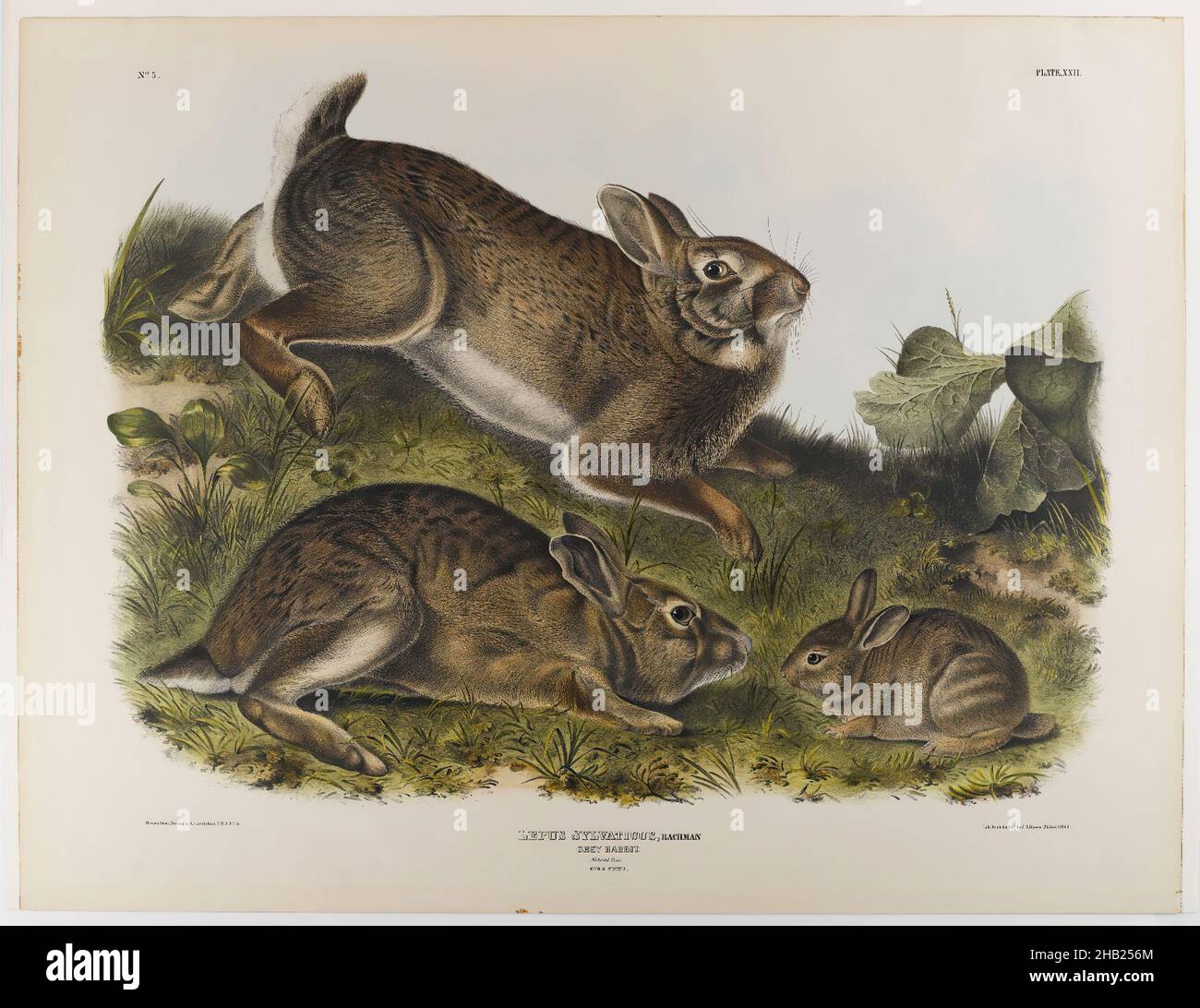 Grey Rabbit, John James Audubon, American, born Haiti, 1785-1851 ...