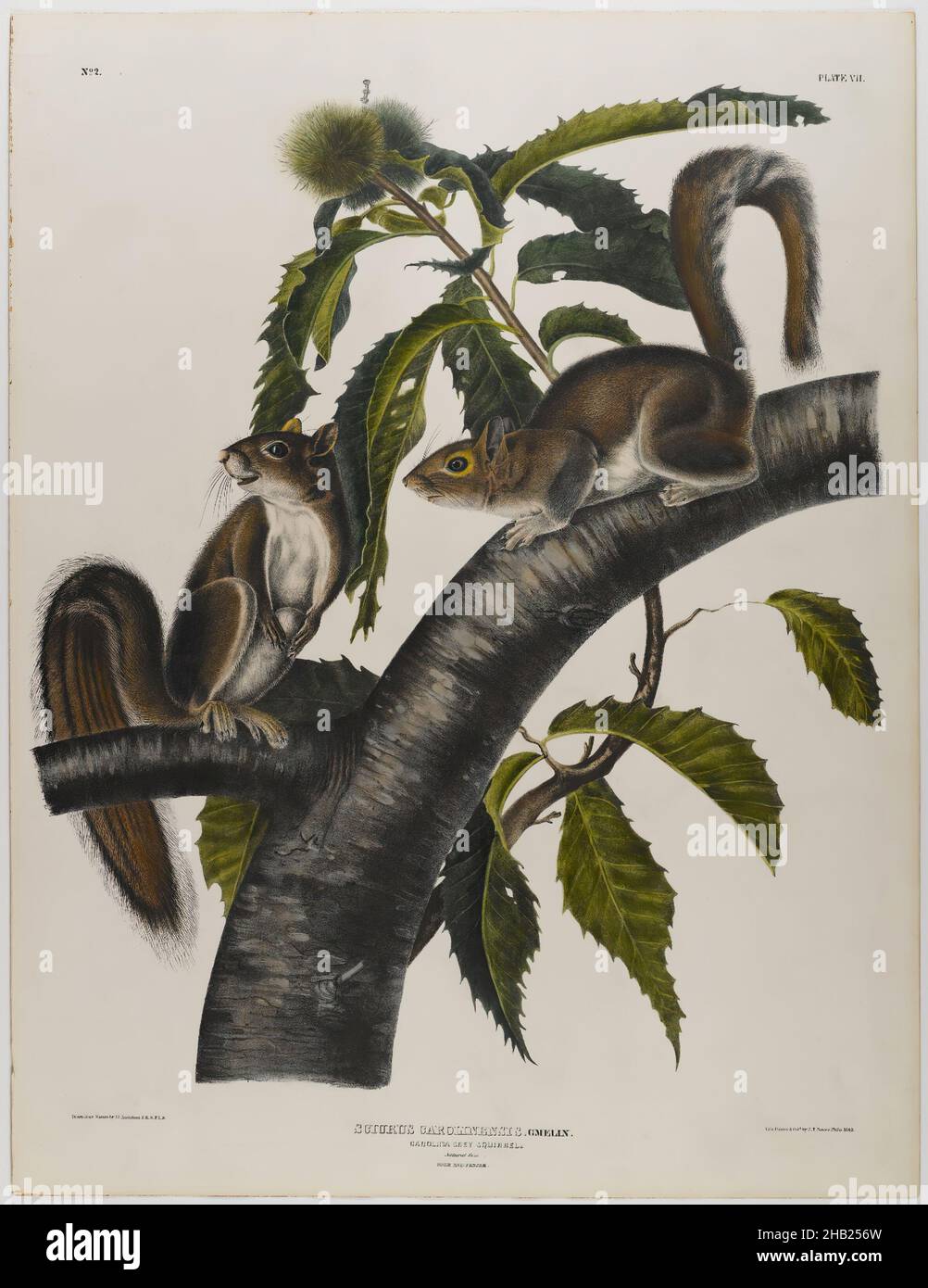 Carolina Grey Squirrel, John James Audubon, American, born Haiti, 1785 ...