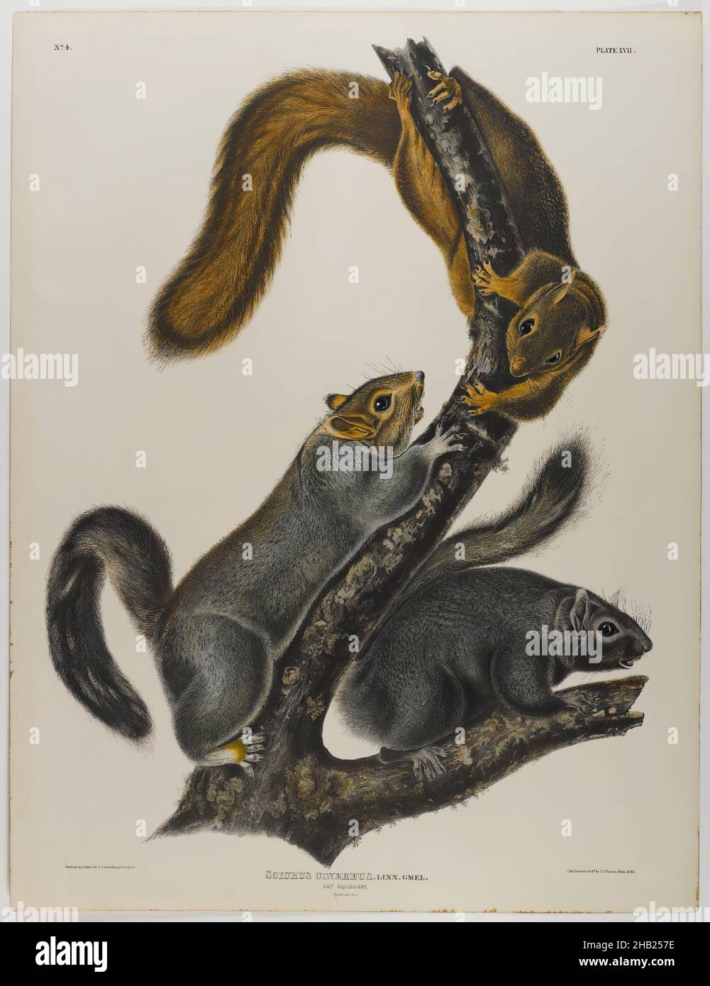 Cat Squirrel, John James Audubon, American, born Haiti, 1785-1851 ...
