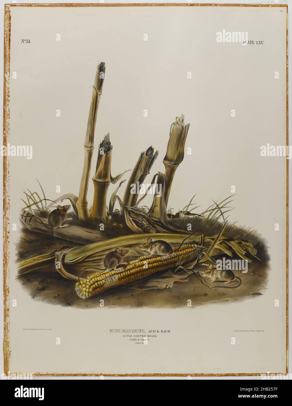 Little Harvest Mouse, John James Audubon, American, born Haiti, 1785 ...
