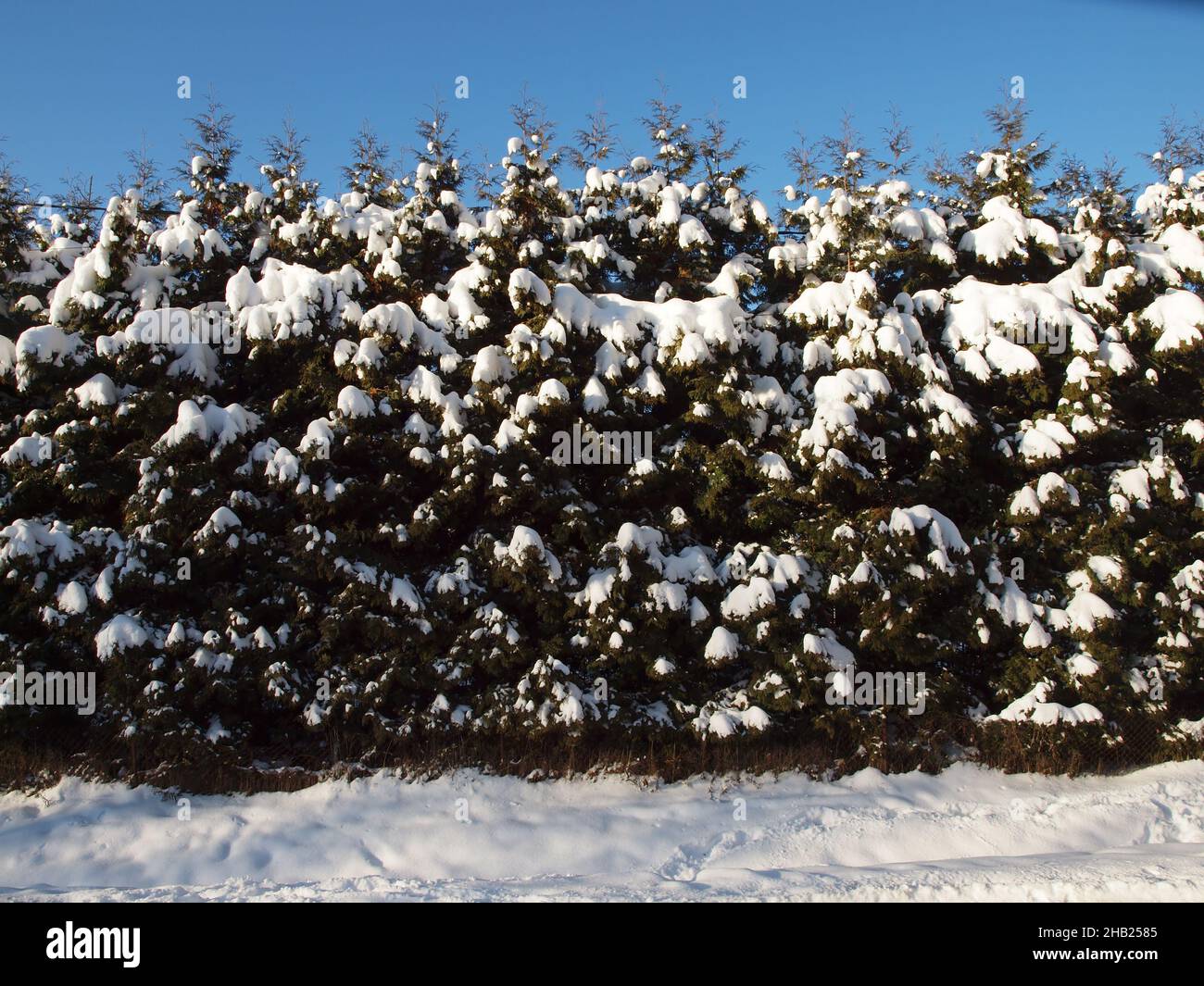 Thuja hedge hi-res stock photography and images - Alamy