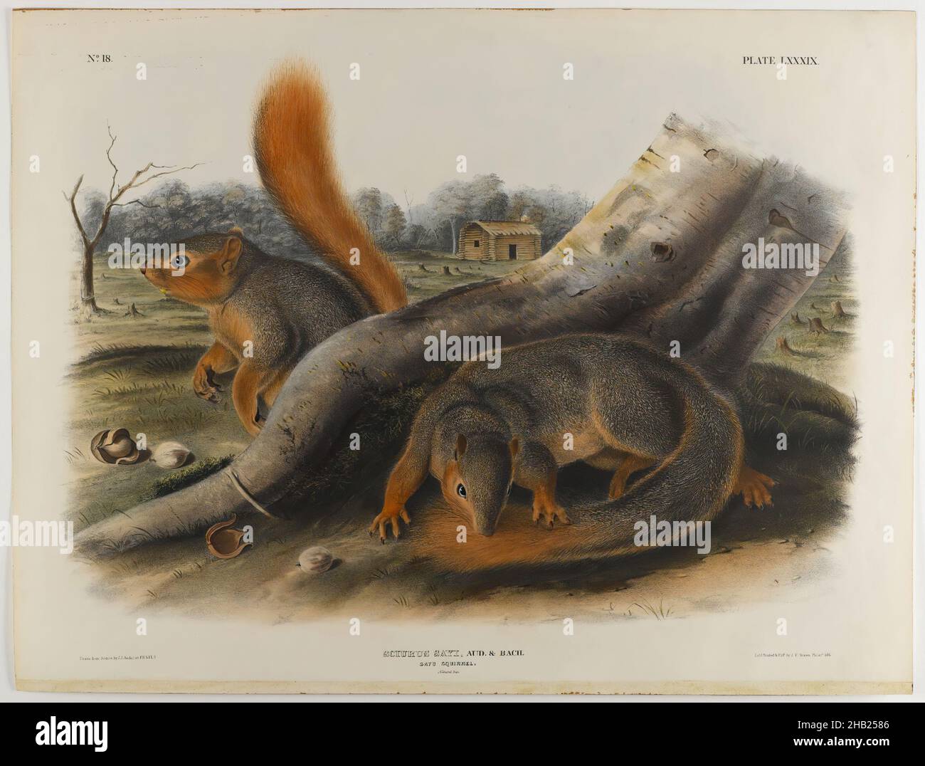 Say's Squirrel, John James Audubon, American, born Haiti, 1785-1851 ...