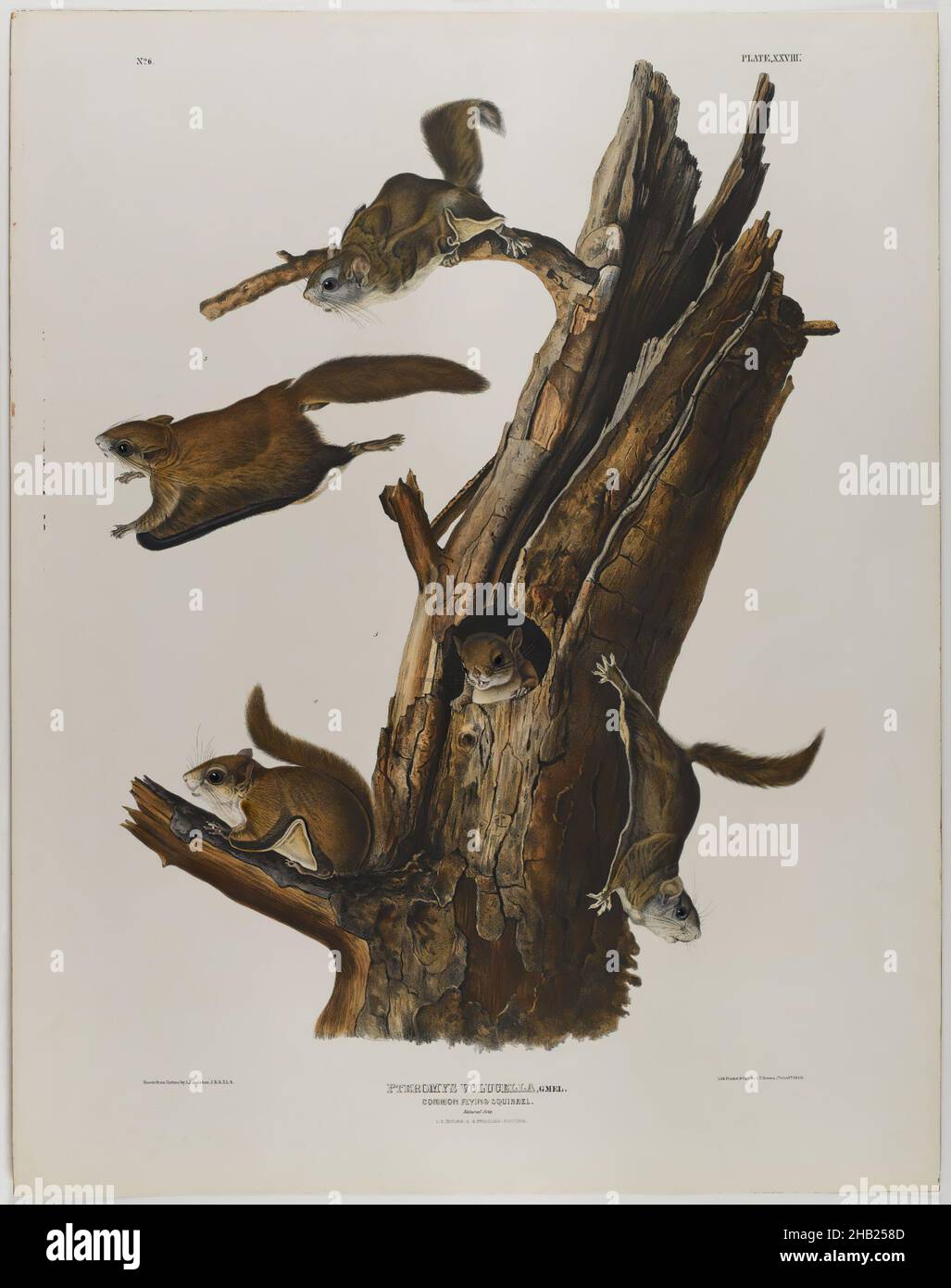 Common Flying Squirrel, John James Audubon, American, born Haiti, 1785 ...