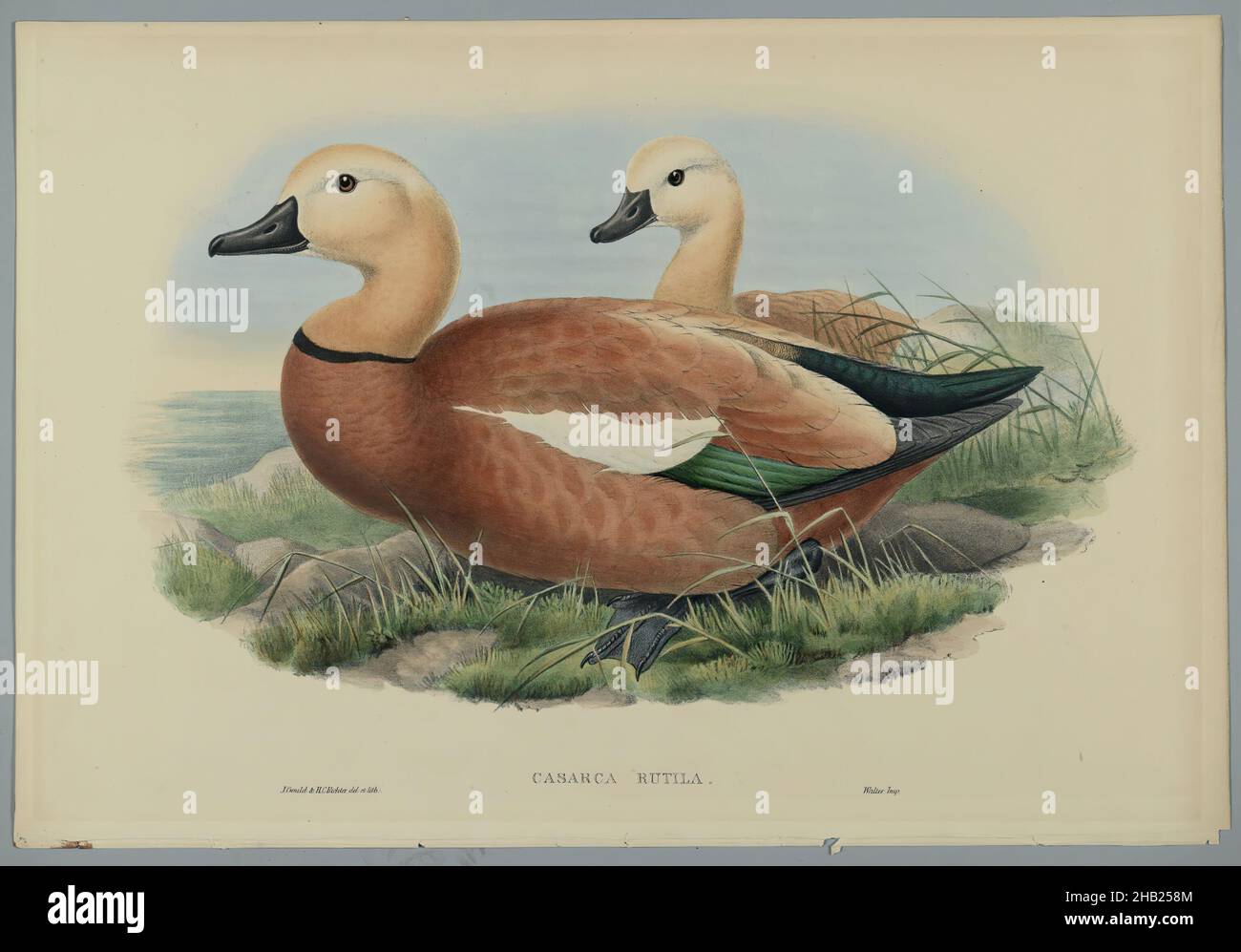 14 1 2 x 21 1 4 hi-res stock photography and images - Alamy