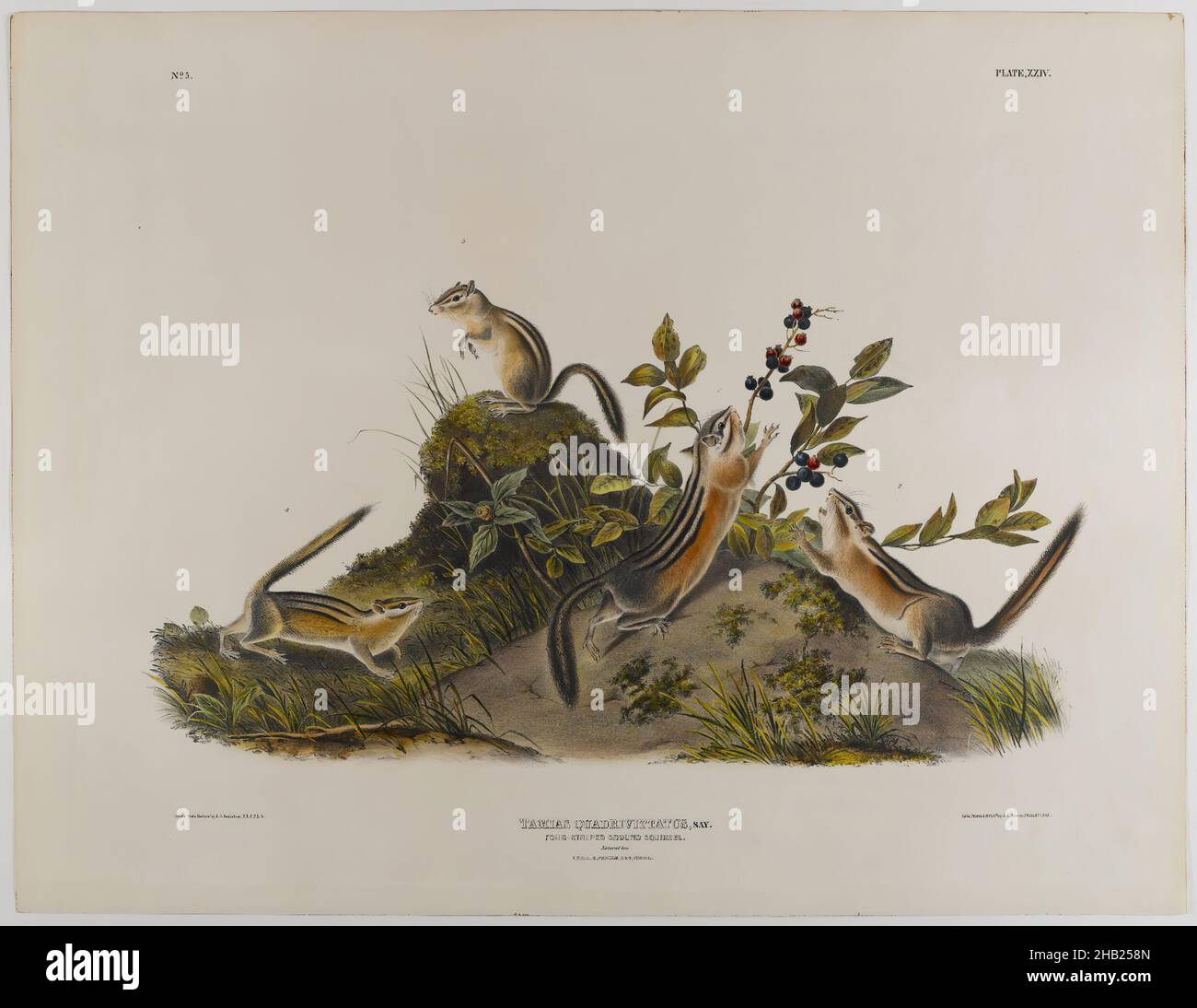 Four-Striped Ground Squirrel, John James Audubon, American, born Haiti ...