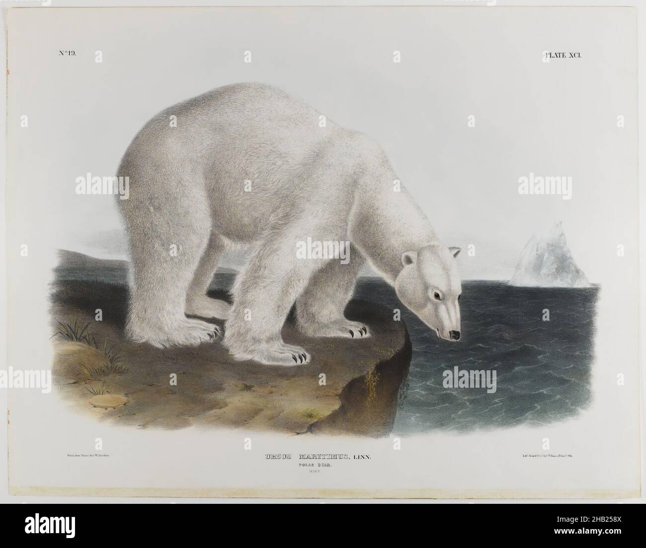 Polar Bear, John James Audubon, American, born Haiti, 1785-1851 ...