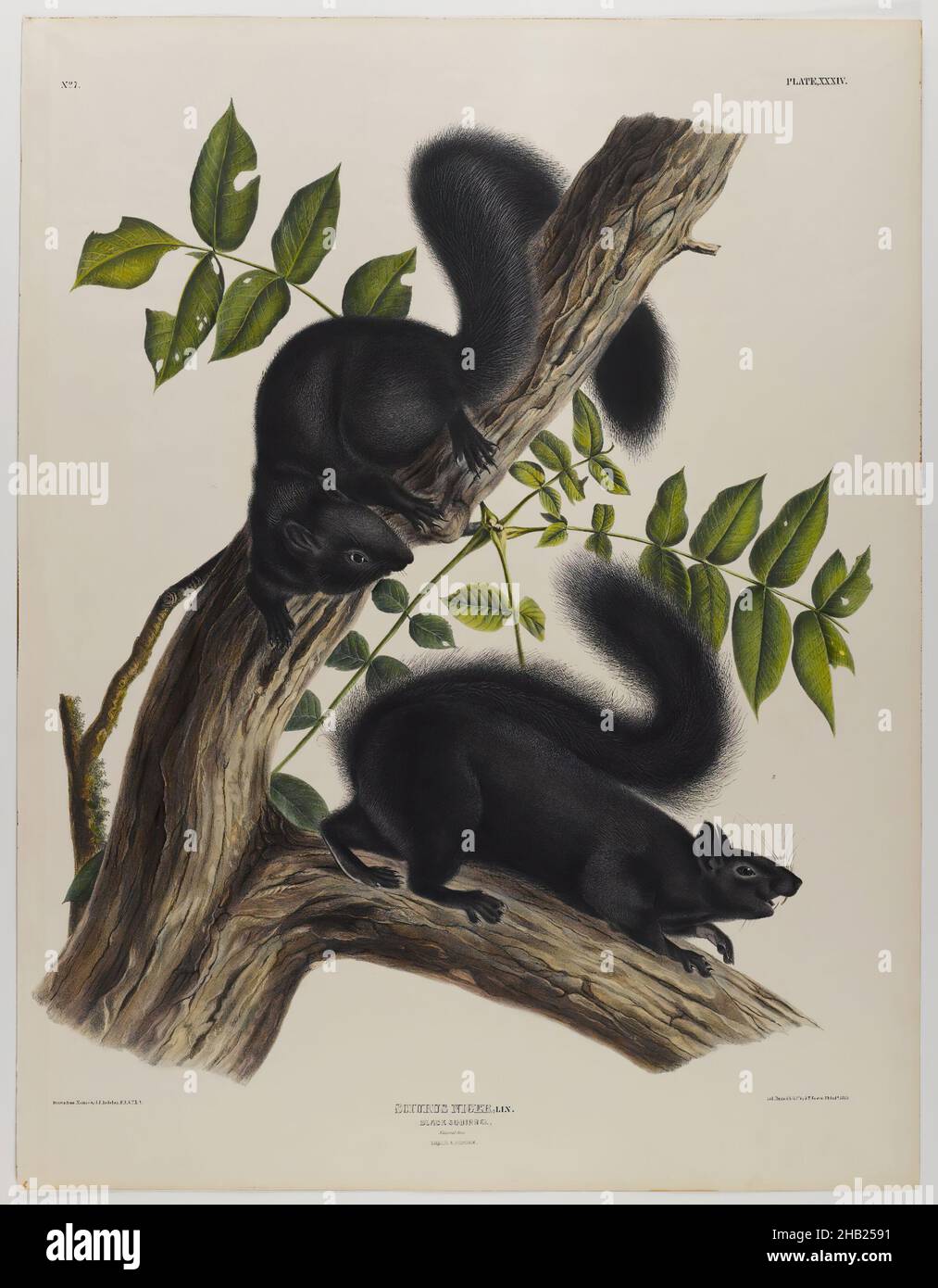 Black Squirrel, John James Audubon, American, born Haiti, 1785-1851 ...