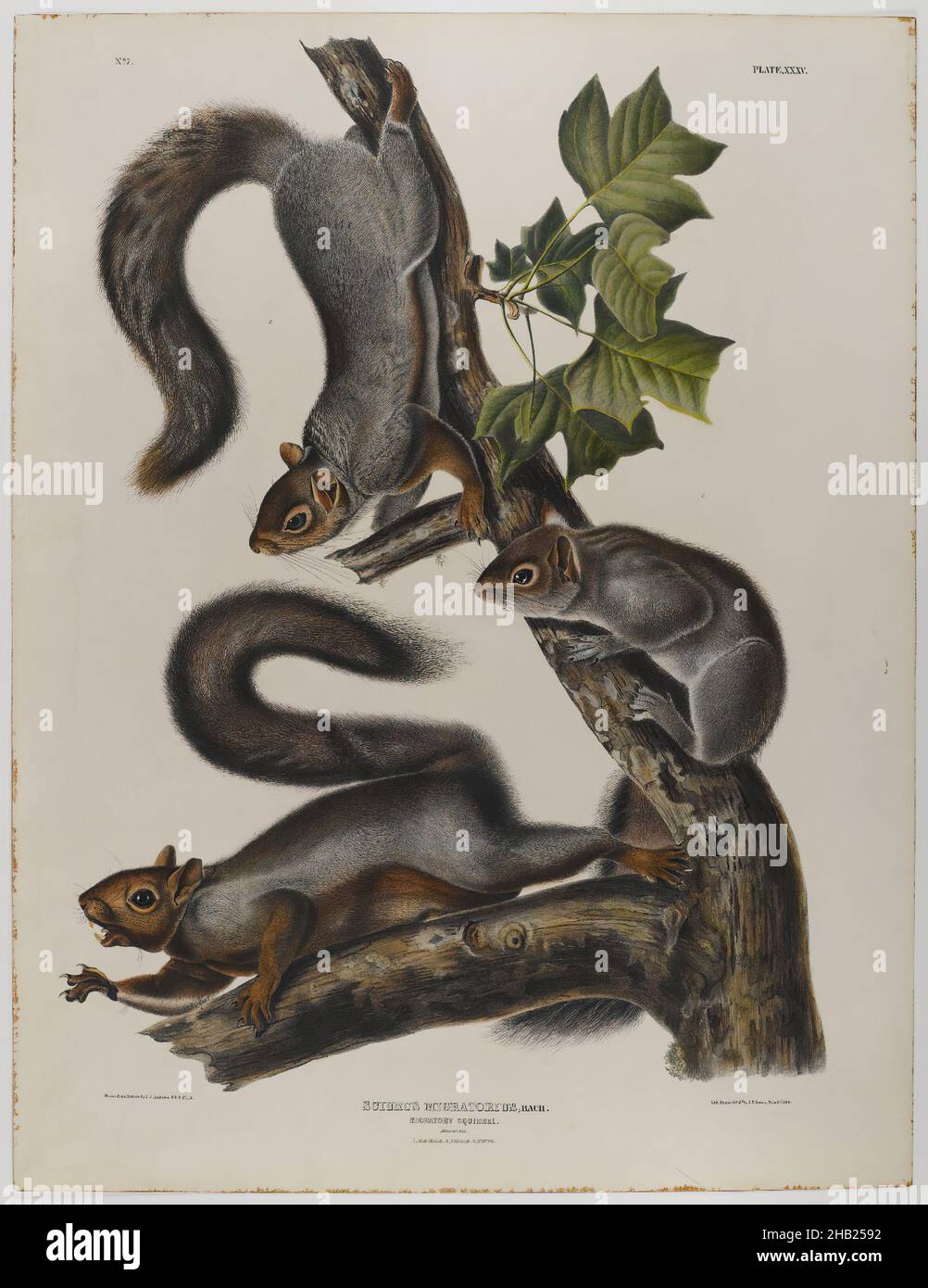 Migratory Squirrel, John James Audubon, American, born Haiti, 1785-1851 ...