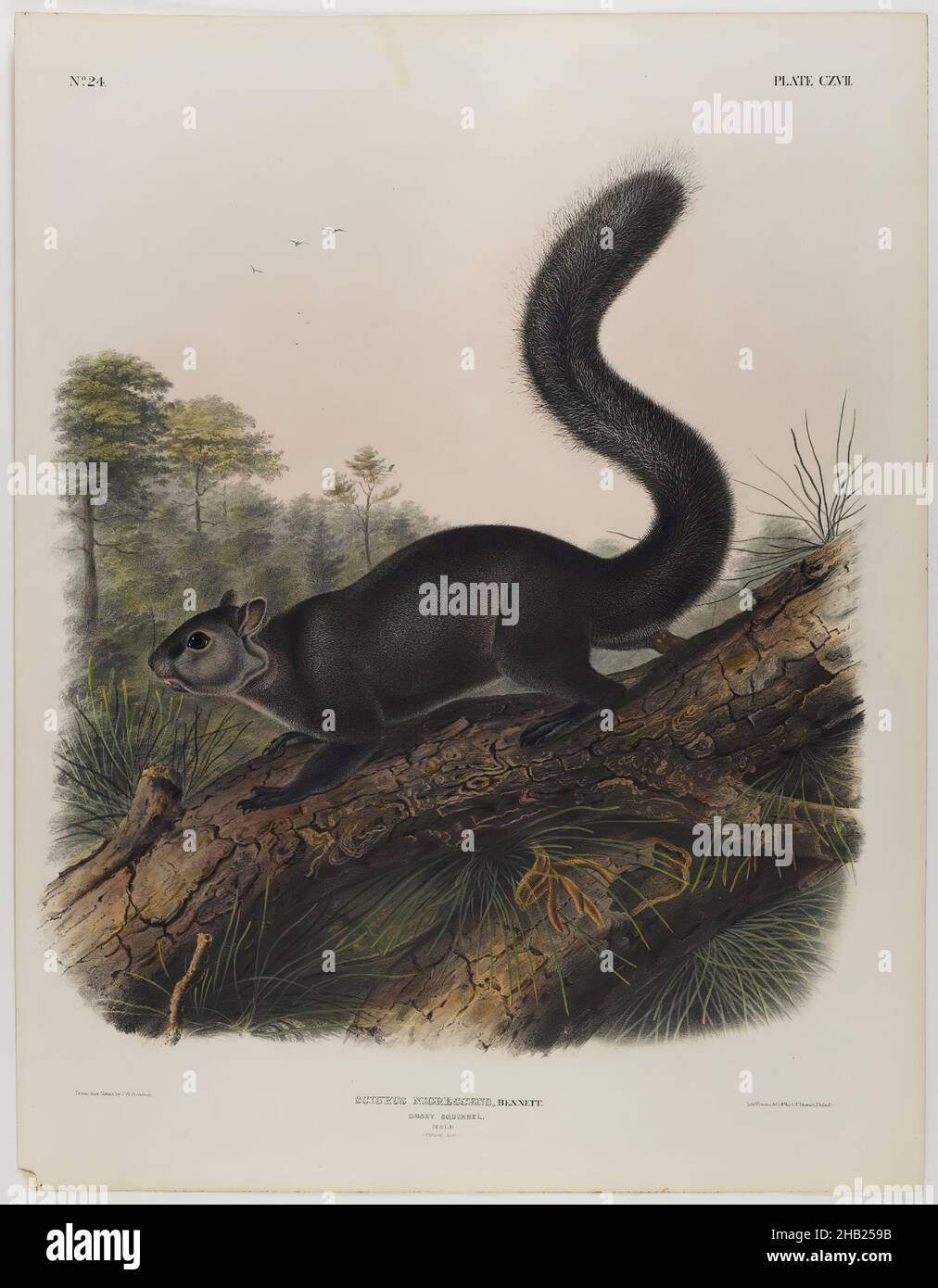 Dusky Squirrel, John James Audubon, American, born Haiti, 1785-1851 ...
