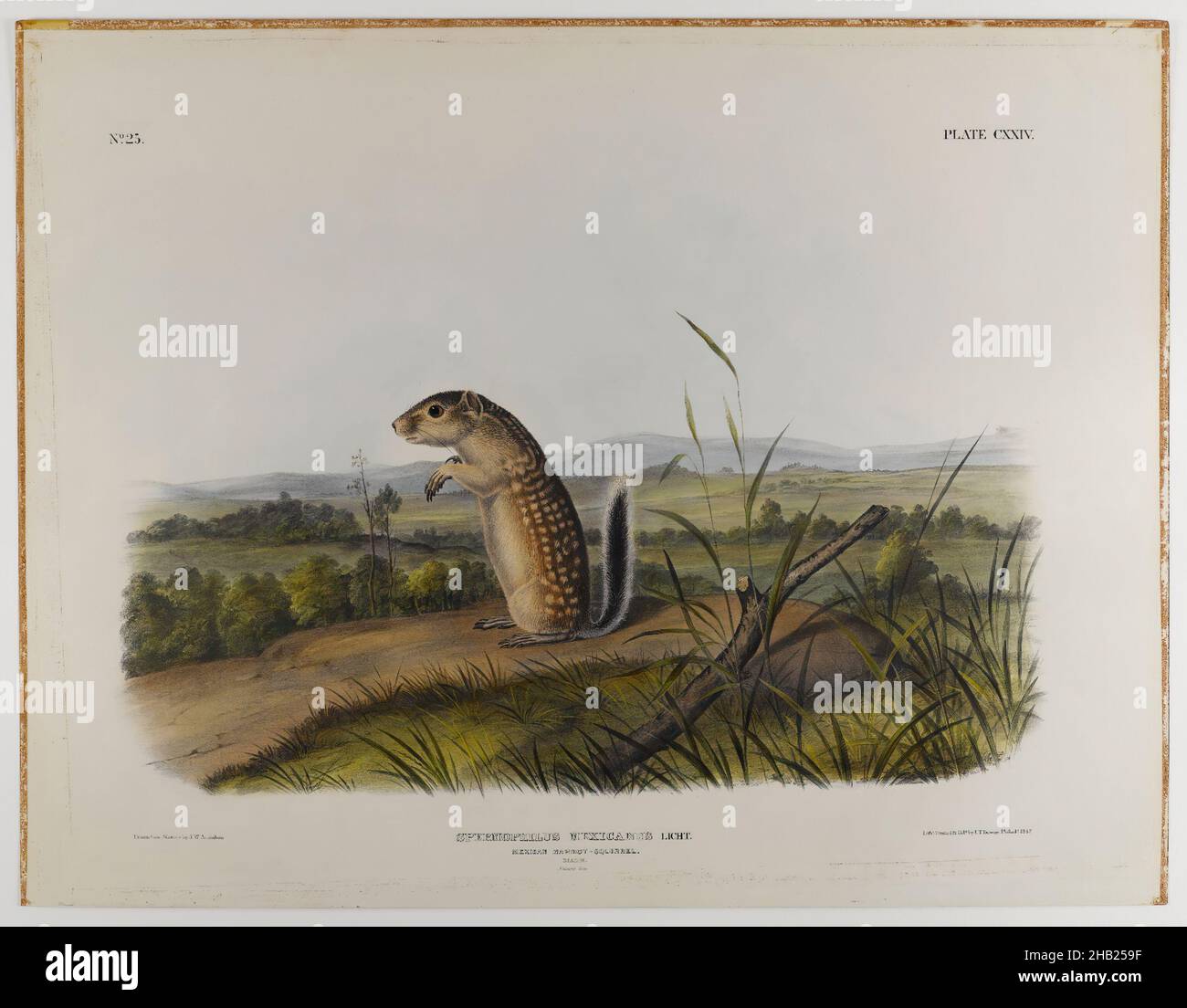 Mexican Marmot Squirrel, John James Audubon, American, born Haiti, 1785 ...