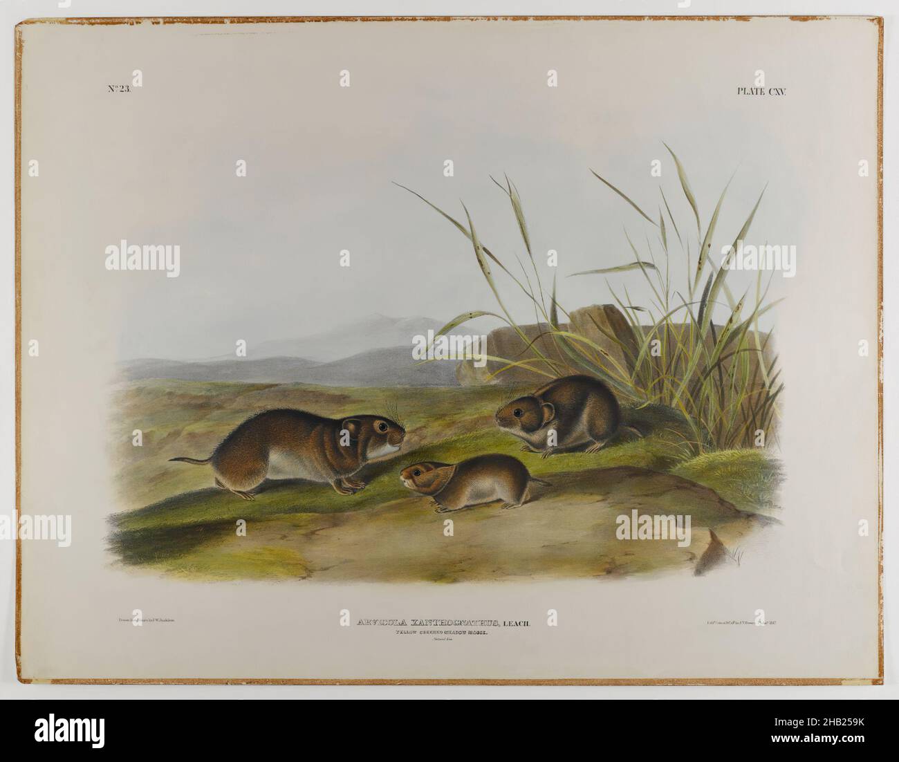 Animals and fauna hi-res stock photography and images - Alamy