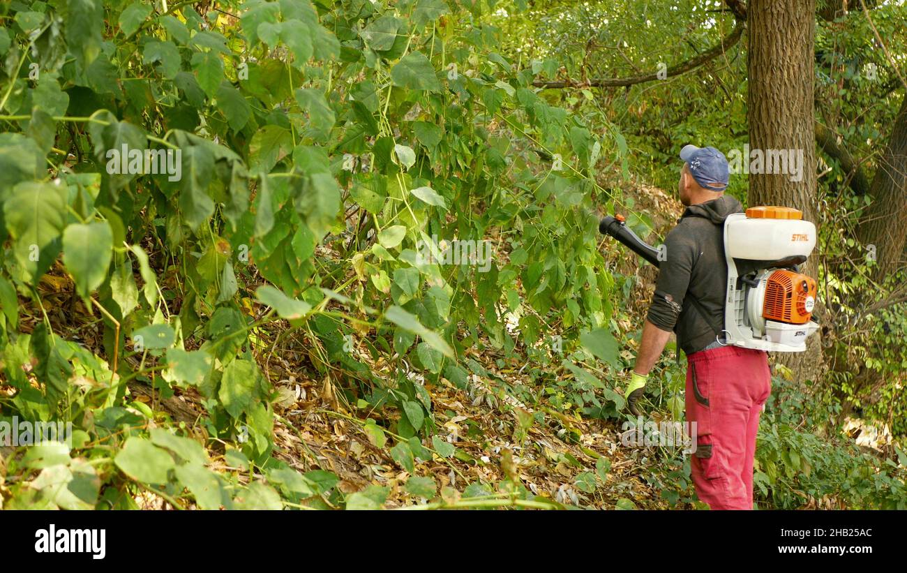 Chemical herbicide Knotweed Reynoutria spray sprays roundup destroys ...