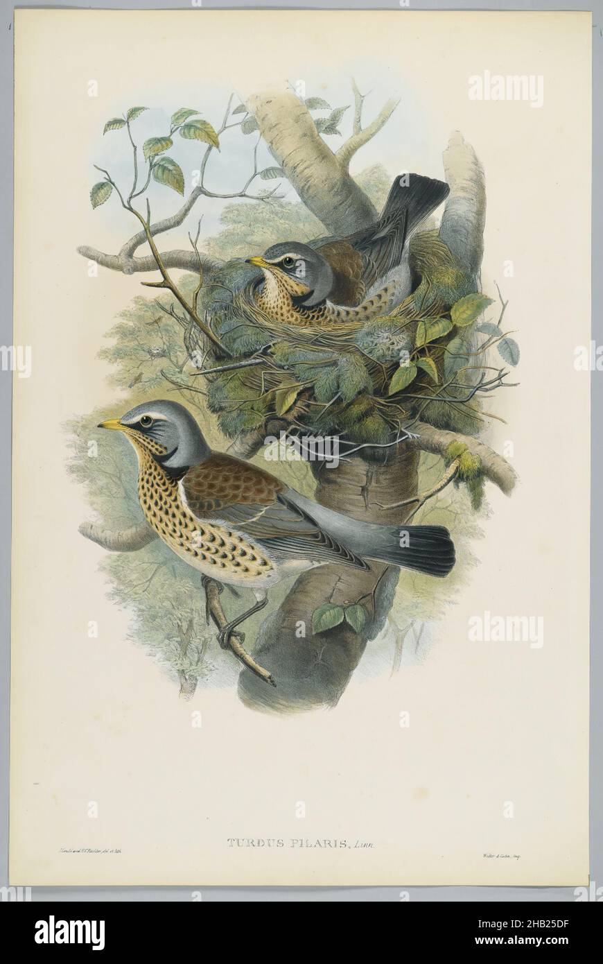 Pilarus hi-res stock photography and images - Alamy