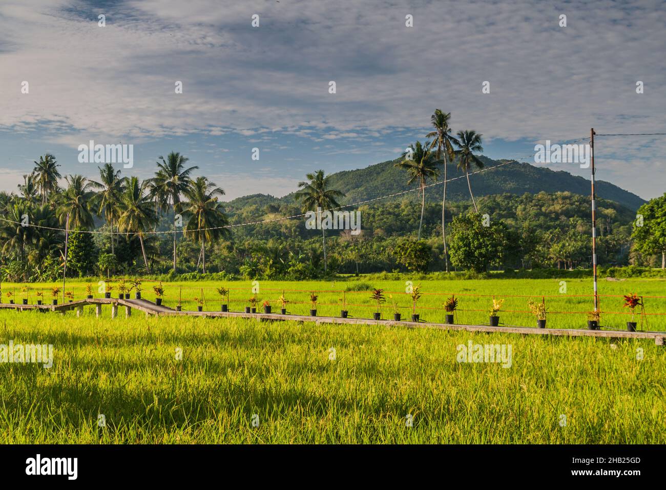 Path over a rice field on Bohol island, Philippines Stock Photo - Alamy