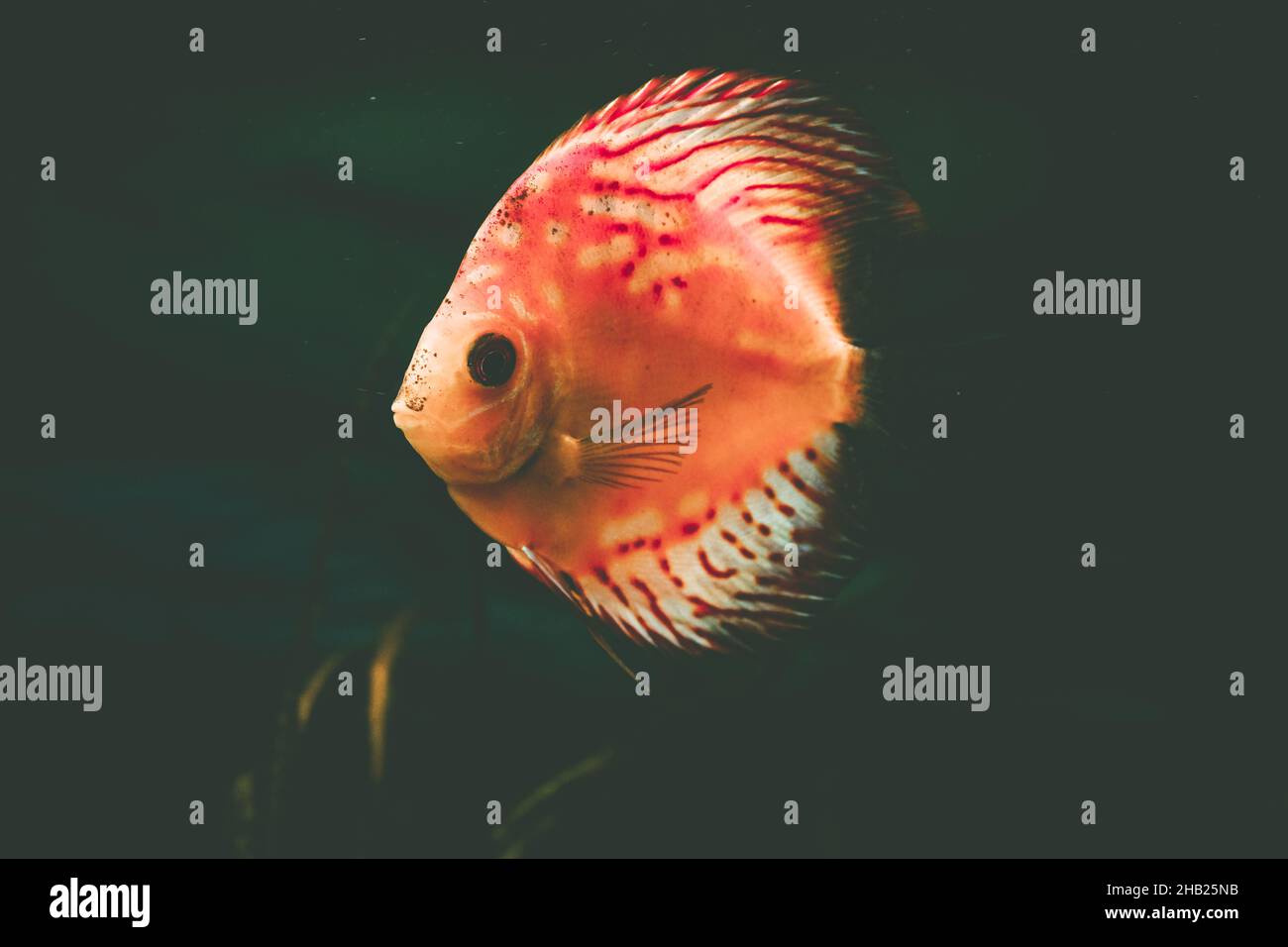 Exotic fish Symphysodon discus, in an aquarium Stock Photo - Alamy