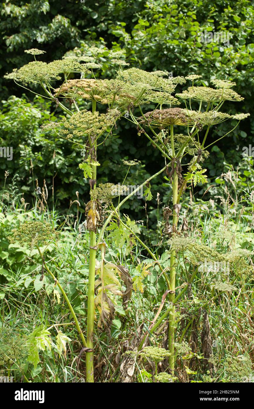 Giant Hogweed, whole, Heracleum mantegazzianum, nature, flower, all ...