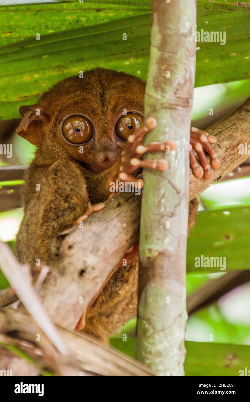 Philippine tarsier Carlito syrichta on Bohol island, Philippines Stock ...