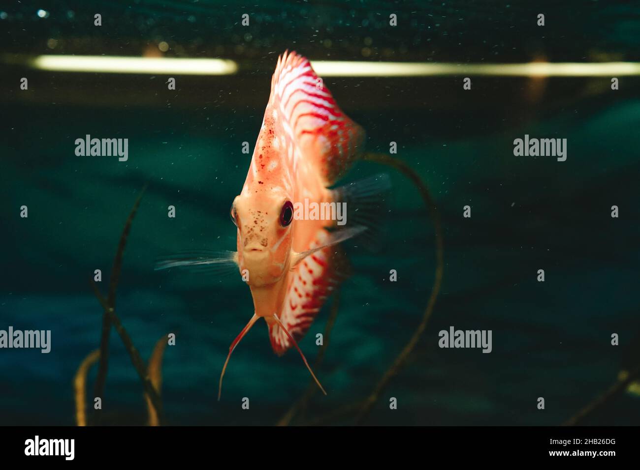 Exotic fish Symphysodon discus, in an aquarium Stock Photo - Alamy
