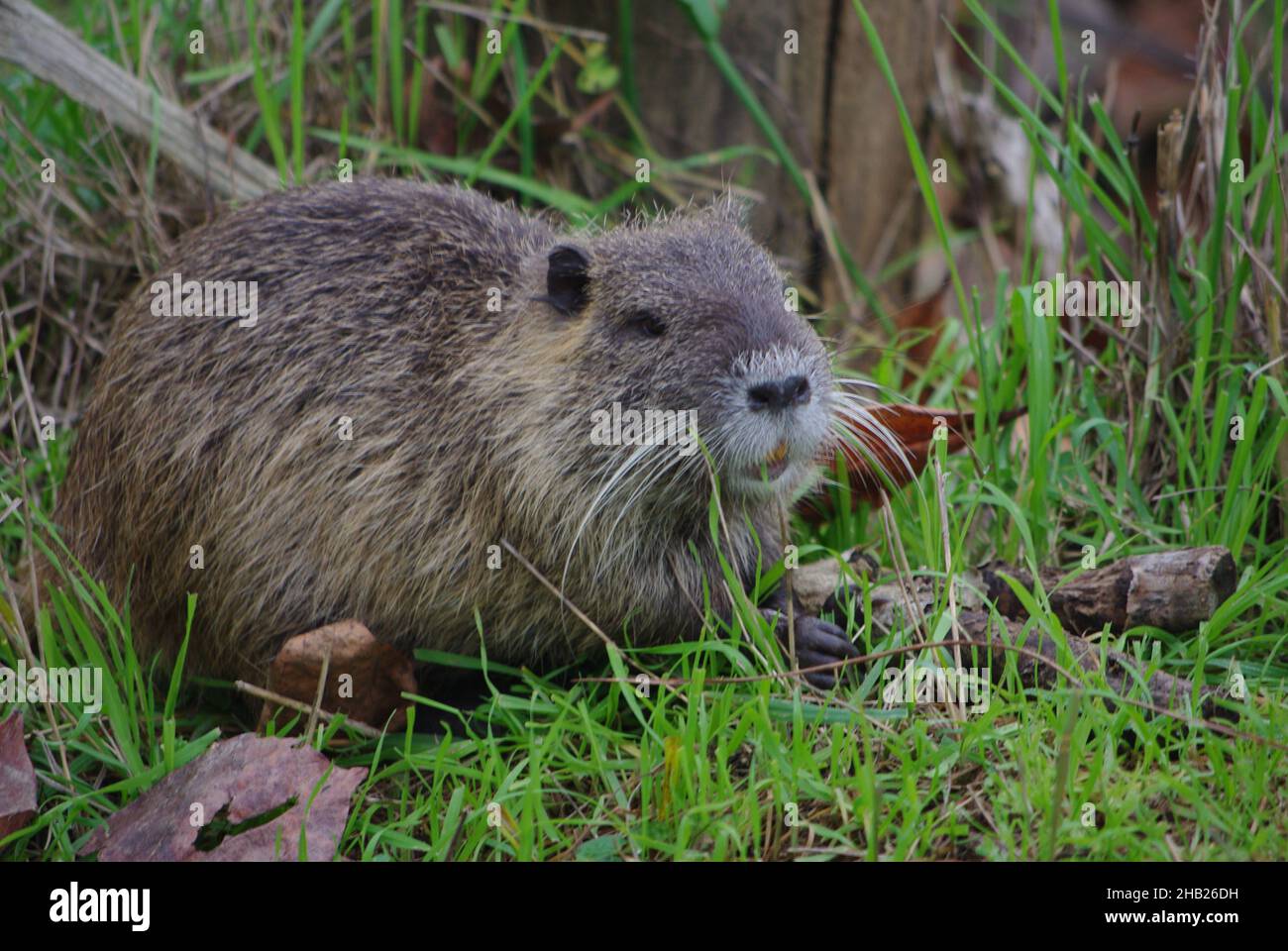 The nutria (Myocastor coypus), also known as the coypu Stock Photo - Alamy