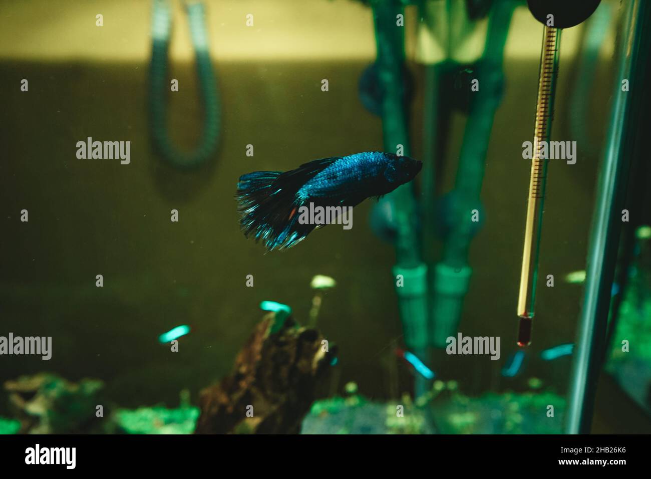 Betta Splendens in an aquarium Stock Photo - Alamy