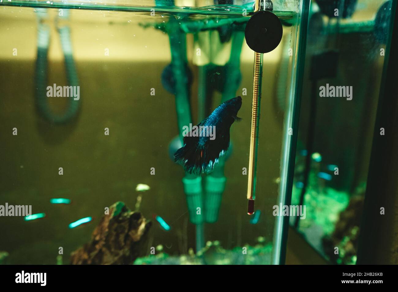 Betta Splendens in an aquarium Stock Photo - Alamy