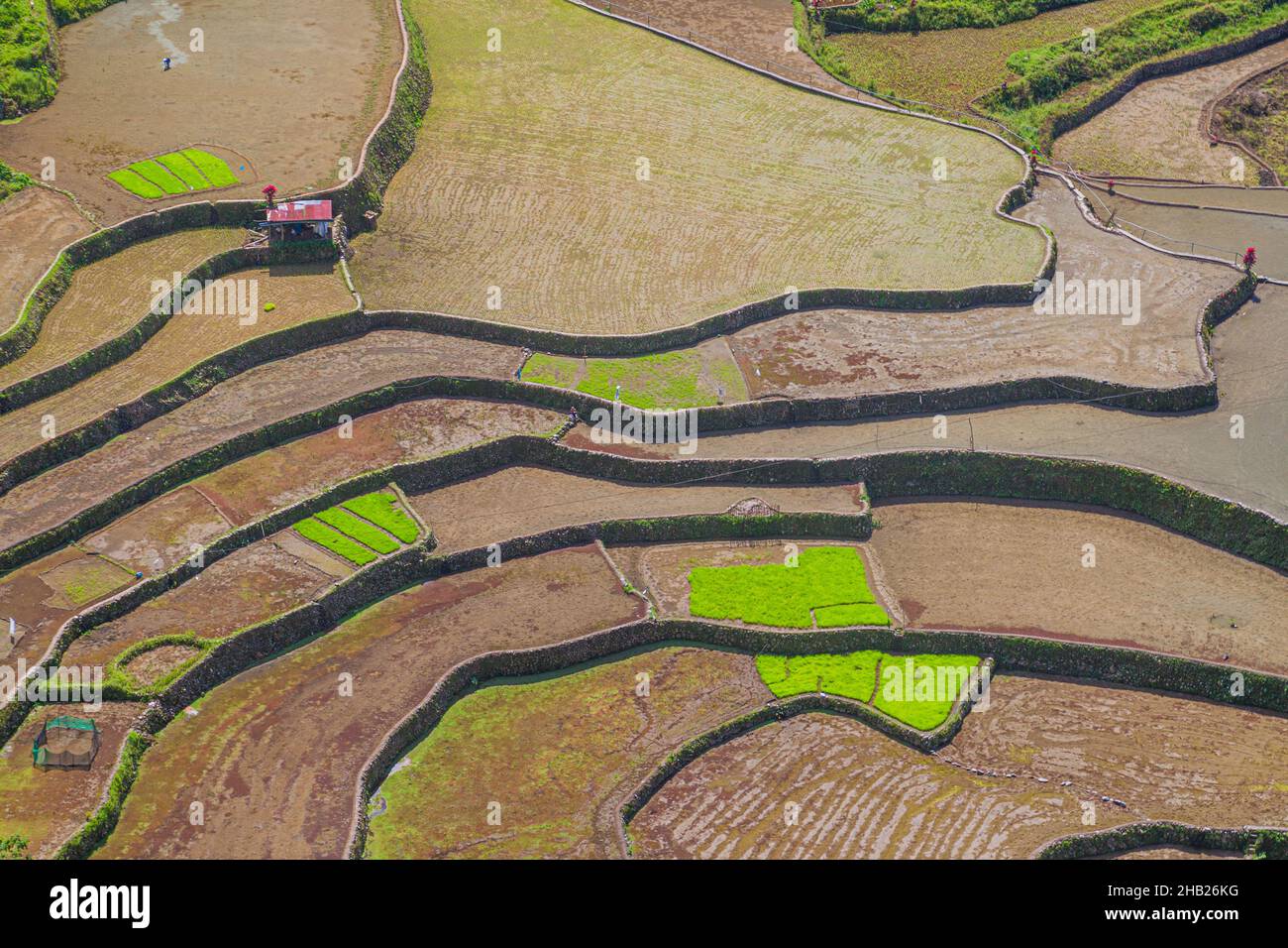 Rice terraces near Banaue, Luzon island, Philippines Stock Photo - Alamy