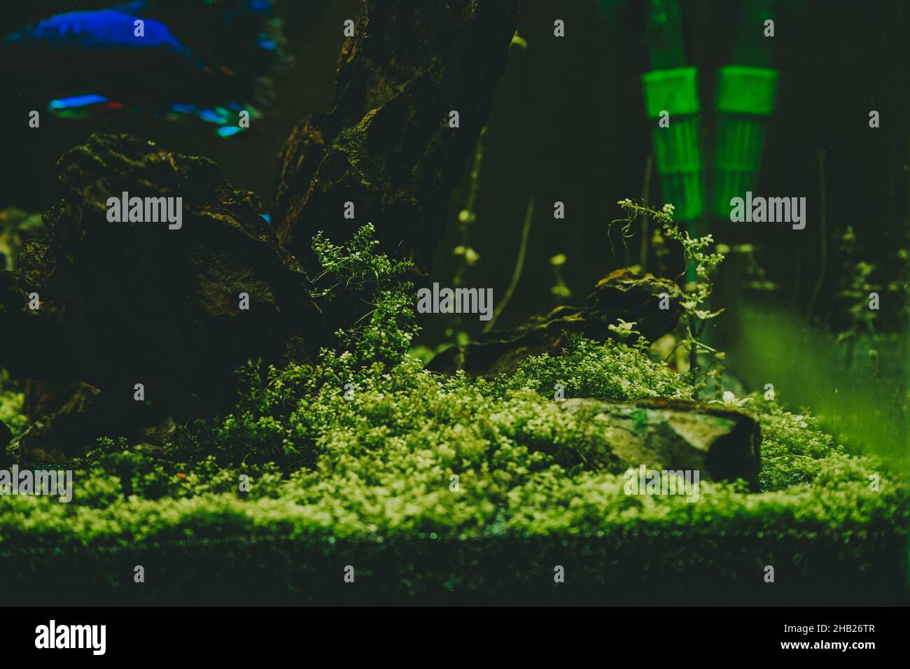 Aquarium collector hi-res stock photography and images - Alamy