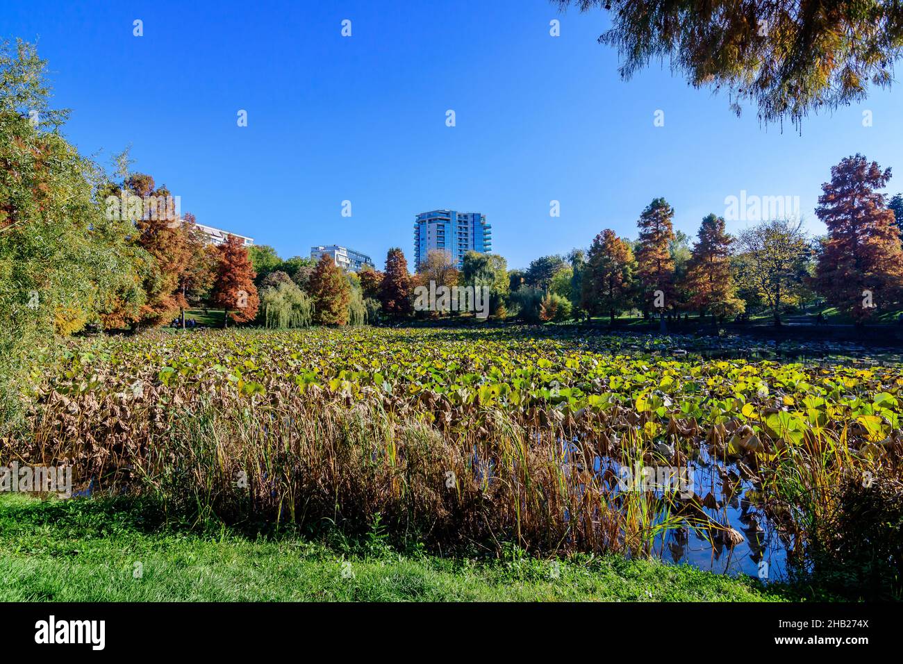 Autumn landscape with dried green leafs of water lily (Nymphaeaceae ...