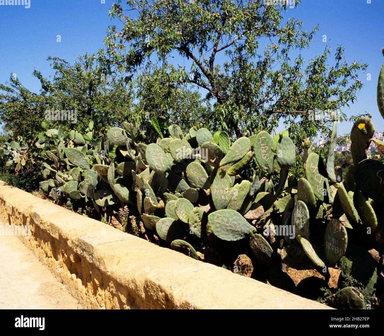 Prickly pear Opuntia cactus plant with names carved onto leaves Akragas ...