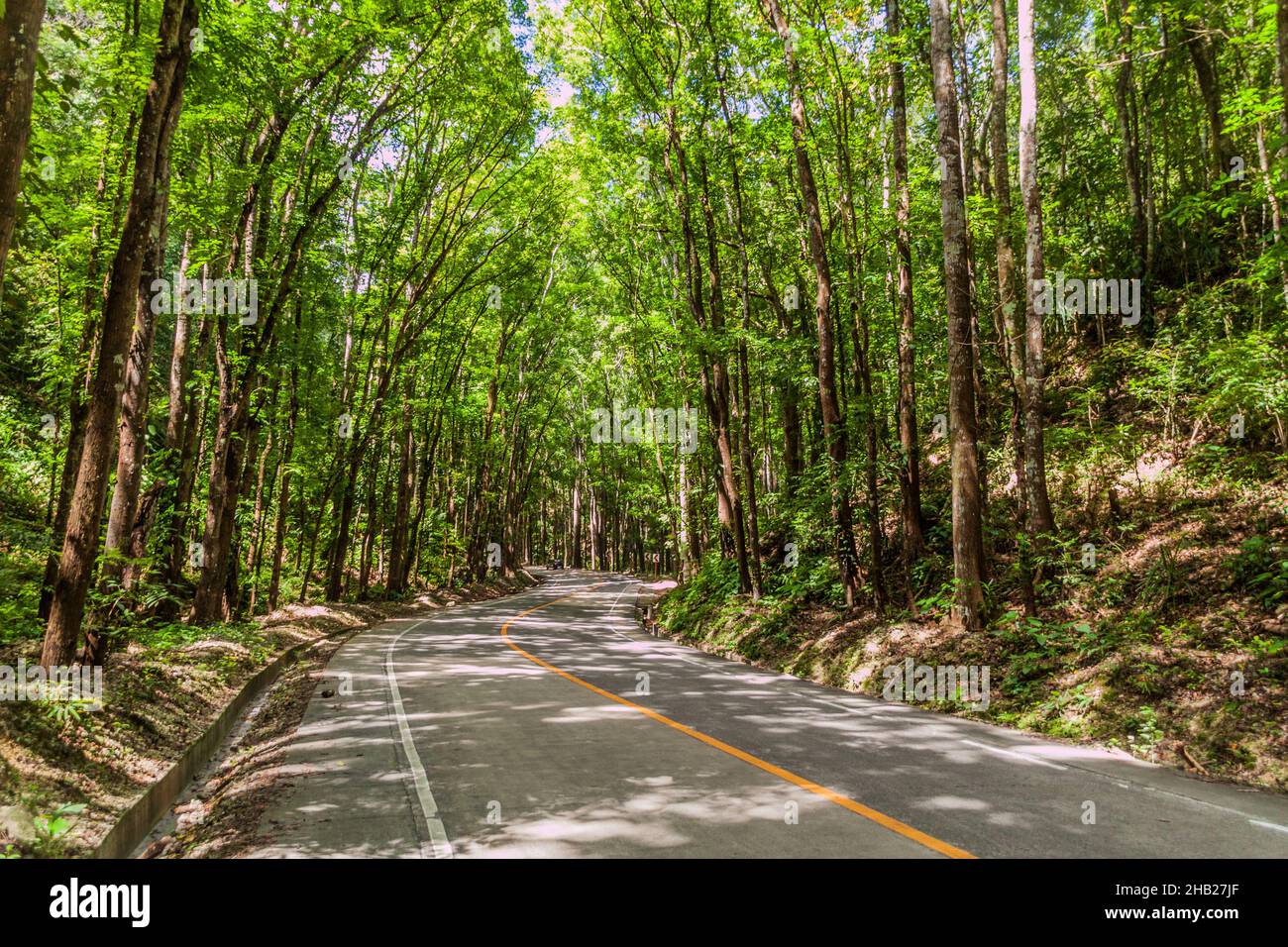 Road through Bilar Man-Made Forest on Bohol island, Philippines Stock ...