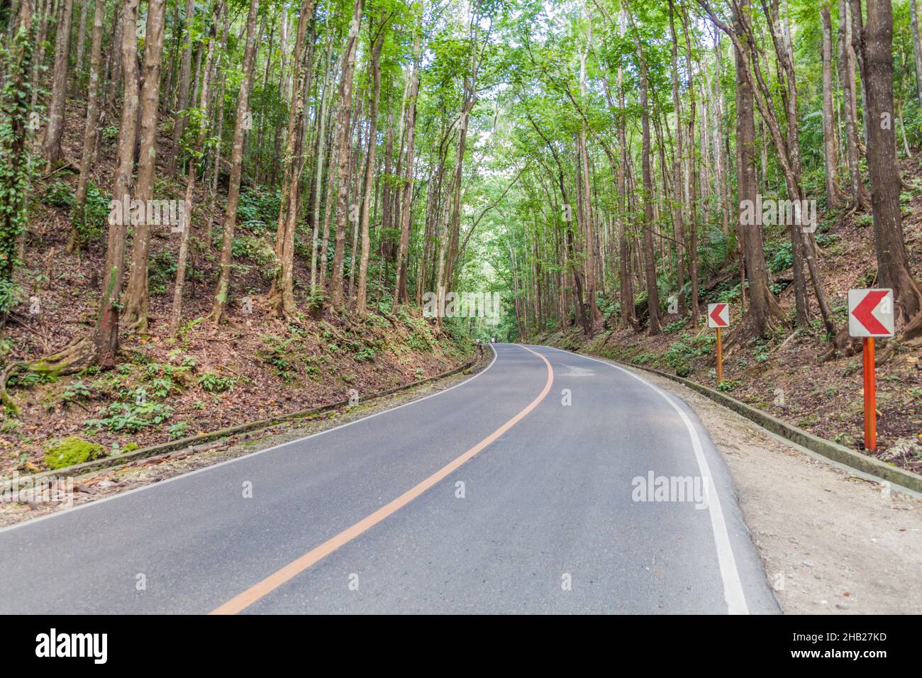 Road through Bilar Man-Made Forest on Bohol island, Philippines Stock ...