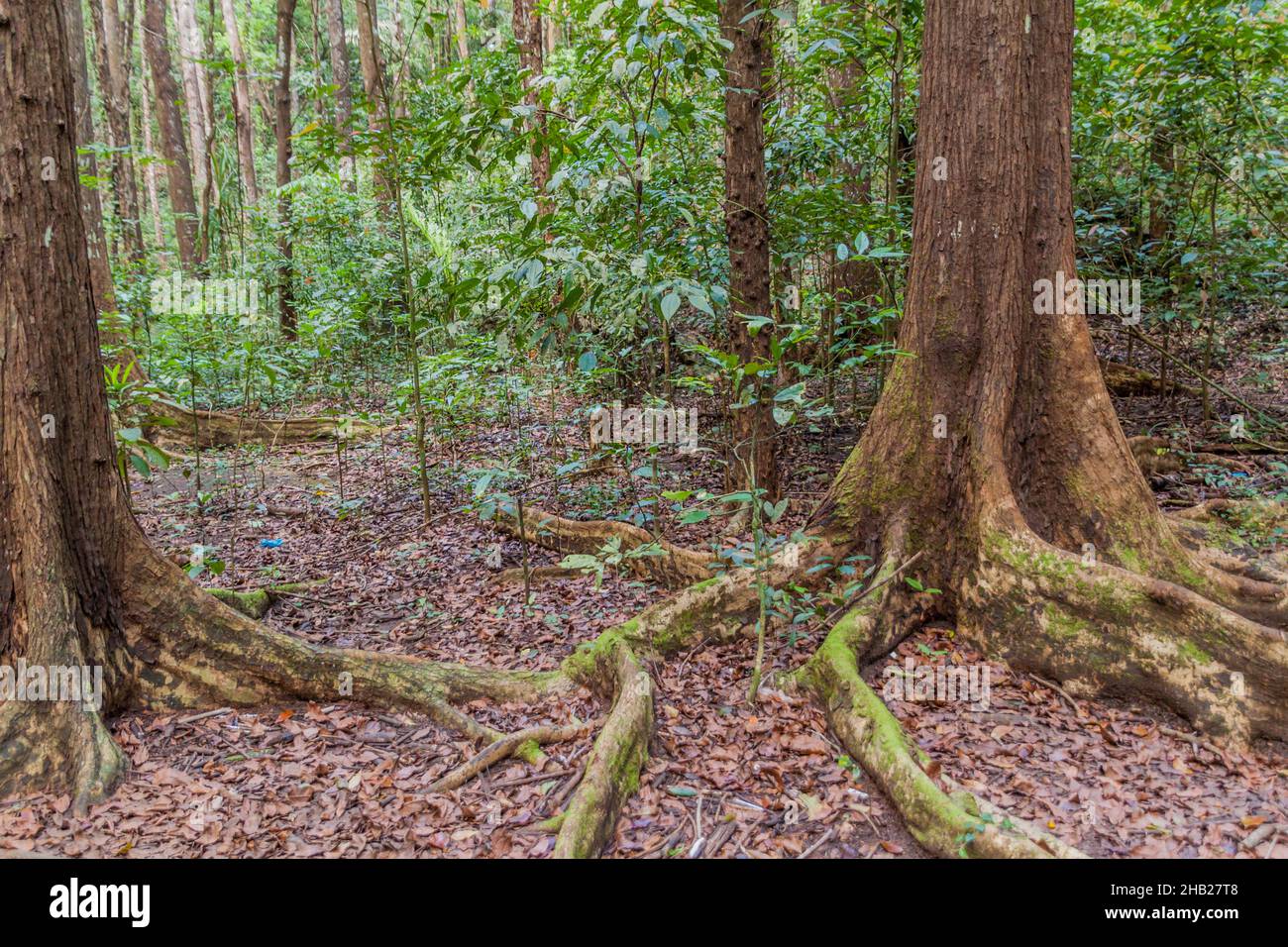 View of Bilar Man-Made Forest on Bohol island, Philippines Stock Photo ...
