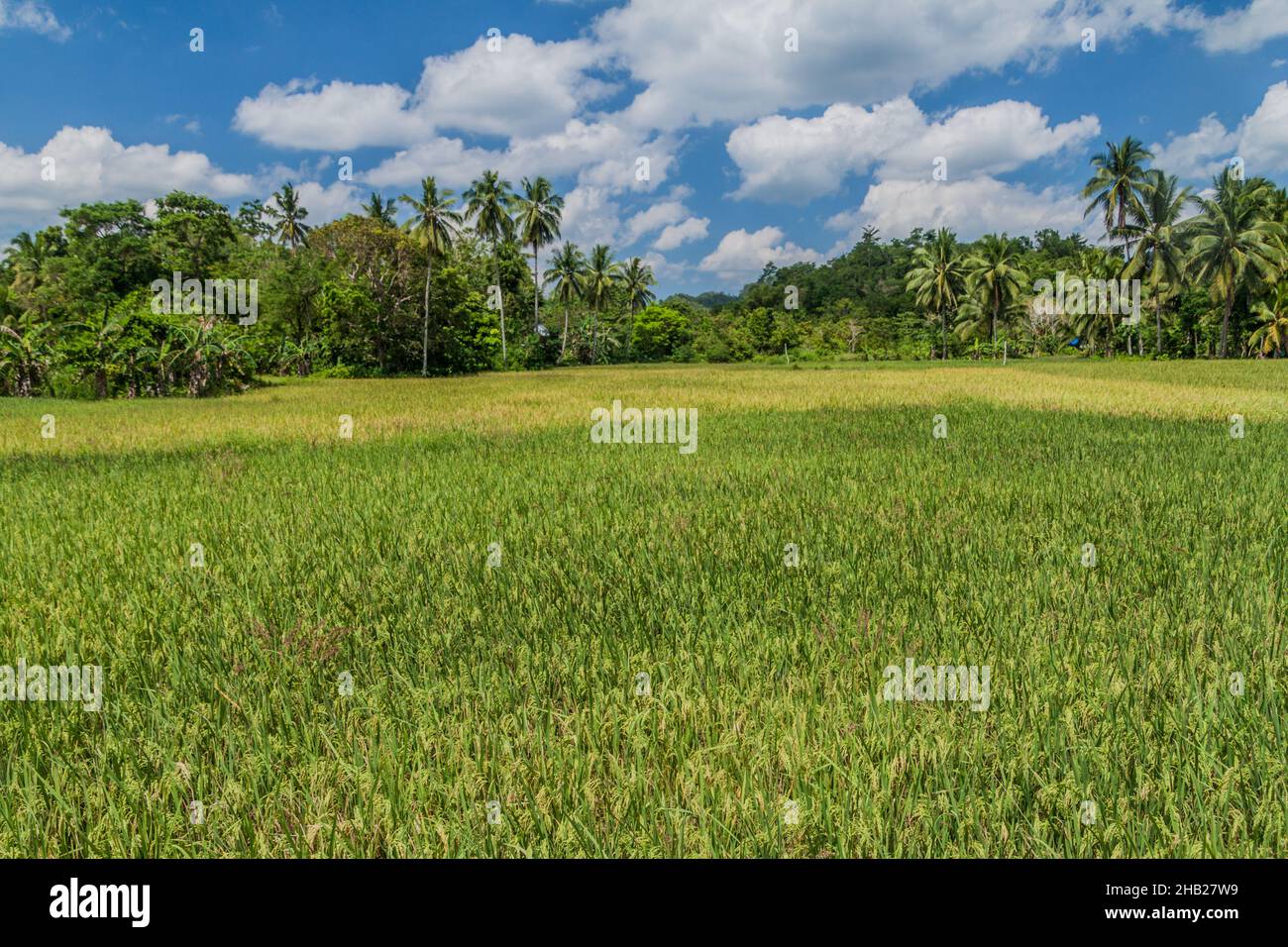 Rice fields on Bohol island, Philippines Stock Photo - Alamy