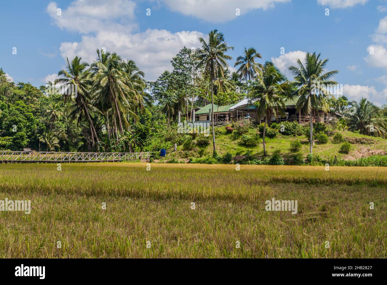 Rice fields on Bohol island, Philippines Stock Photo - Alamy