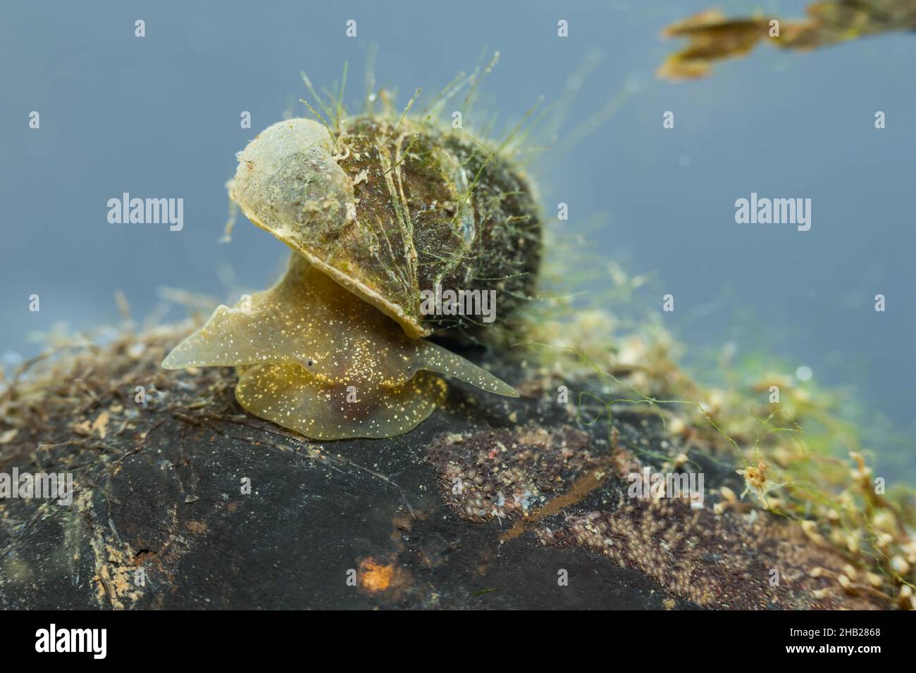 Freshwater pond snail (Radix peregra Stock Photo - Alamy