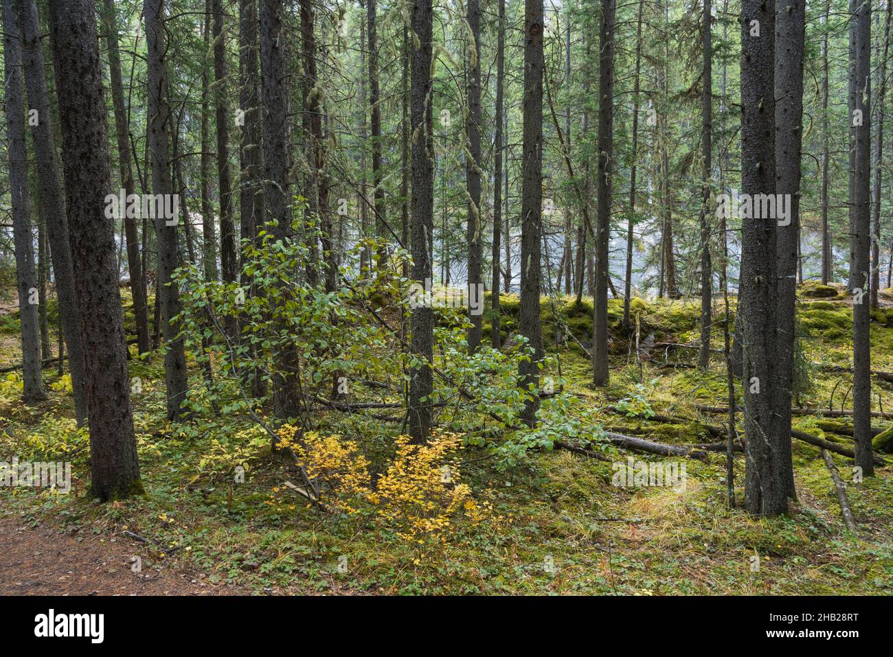 Banff park climate change hi-res stock photography and images - Alamy