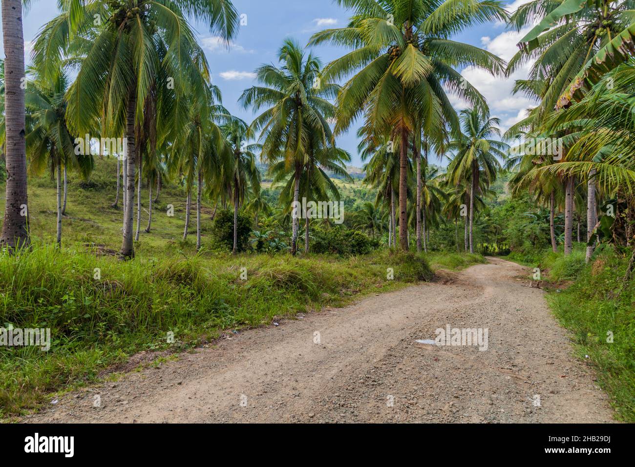 Country road on Bohol island, Philippines Stock Photo - Alamy