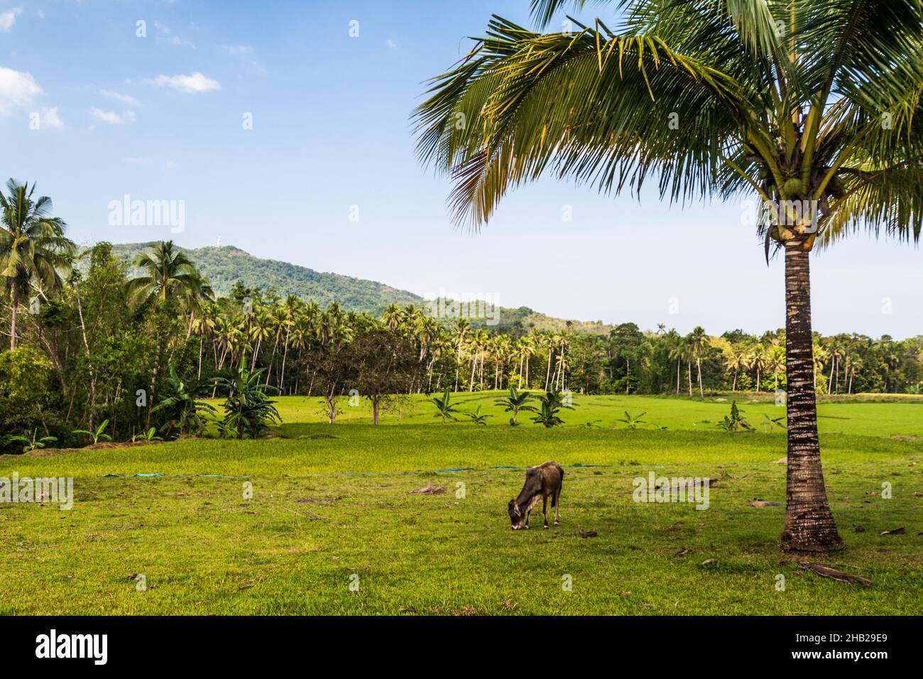 Landscape of Bohol island, Philippines Stock Photo - Alamy