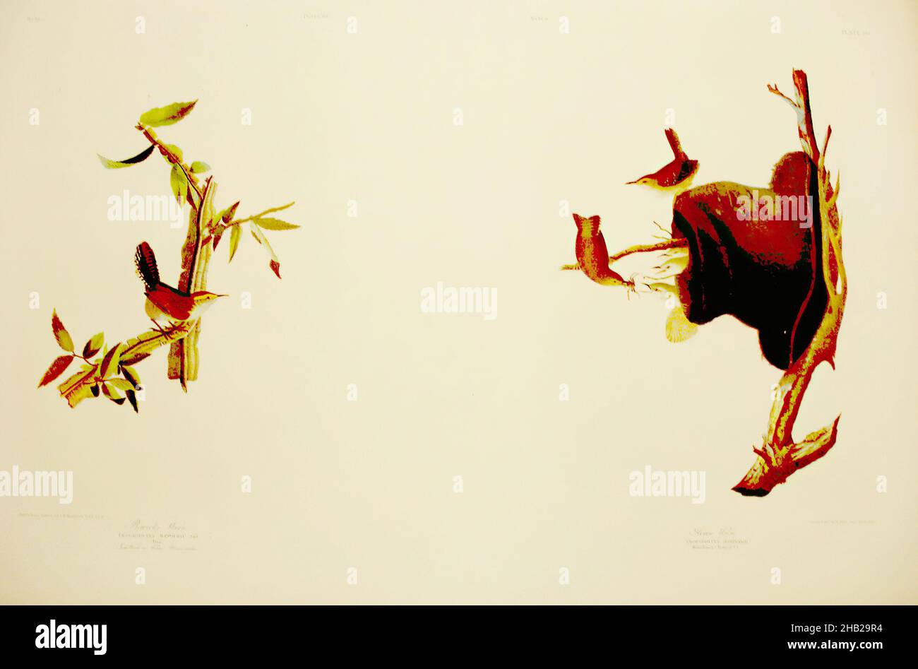 Fauna history hi-res stock photography and images - Alamy