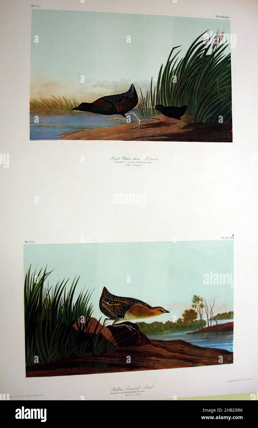 Least Water Hen and Yellow-breasted Rail, John James Audubon, American ...