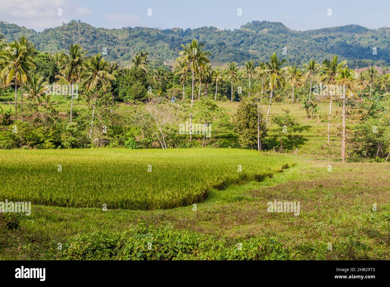 Landscape of Bohol island, Philippines Stock Photo - Alamy